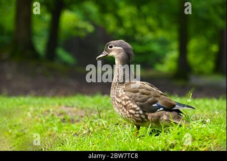 Beautiful mandarin ducks. Animals in the wild. Natural colorful ...