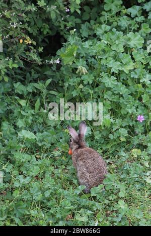 baby rabbit in the bushes Stock Photo - Alamy