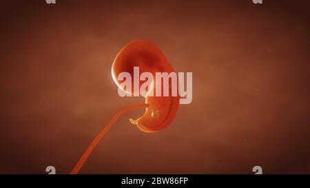 3D illustration the formation of the fetus of the baby in the womb ...