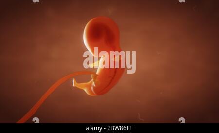 3D illustration the formation of the fetus of the baby in the womb ...