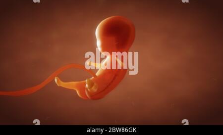 3D illustration the formation of the fetus of the baby in the womb ...