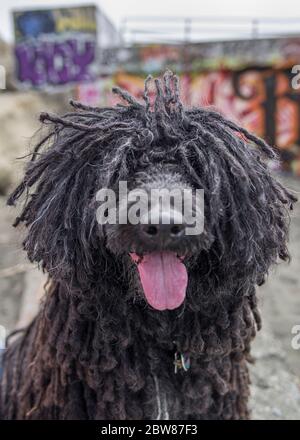Puli, Hungarian breed of dog, herding dog for sheep (Canis lupus ...