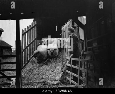 Unloading sheep from a lorry down a ramp . 1937 Stock Photo - Alamy
