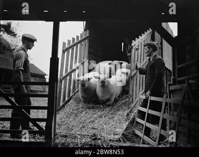 Unloading sheep from a lorry down a ramp . 1937 Stock Photo - Alamy