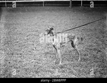 One the greyhounds racing at the Crayford dog track . 1937 Stock Photo ...