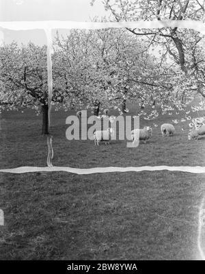 Cherry Tree in Blossom, Kent, UK Stock Photo - Alamy