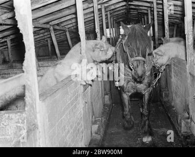 The pony pulling the food cart running the gauntlet of hungry sows in ...