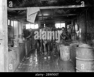 Men making mash for the pigs at Tripes pig farm , Orpington, Kent ...