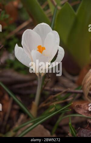 Closeup view of a single Spring Crocus Dutch Crocus Crocus vernus ...