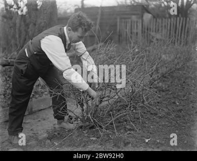Mr Percy Shaw pruning a bush . . 1939 Stock Photo - Alamy
