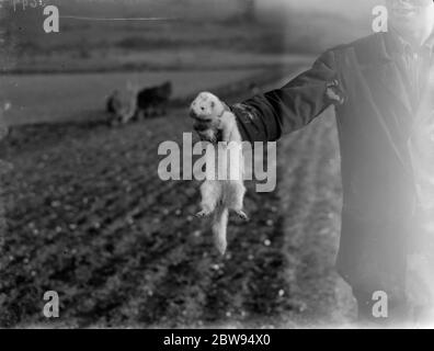 Rabbit hunting with a ferret . 1937 Stock Photo - Alamy