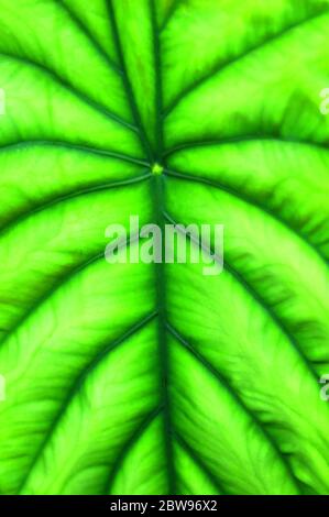 Turtle Shell plant. Hawaii Tropical Botanical Gardens. Hawaii, The Big ...