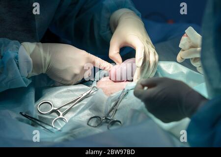Veterinary surgery, operation, laparotomy concept. Closeup of cesarean ...