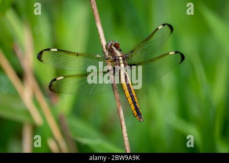 A spangled skimmer perches on a twig. Blue dragonfly on blurred green ...