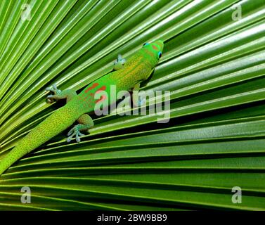 Colorful gecko with blue eyes and webbed feet hides on the pleated ...