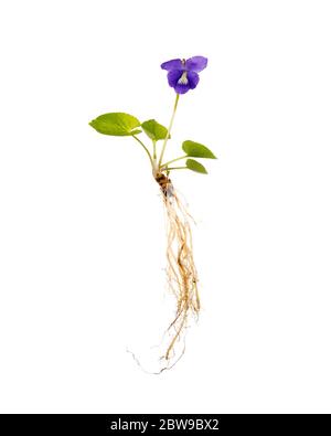 Whole blue violet plant with roots and flower Stock Photo - Alamy