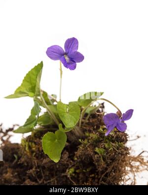 Whole blue violet plant with roots and flower Stock Photo - Alamy