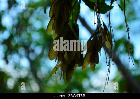 Ash tree seeds also known as keys. Suffolk, UK Stock Photo - Alamy