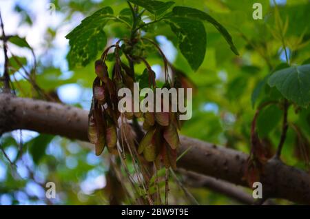 Ash tree seeds also known as keys. Suffolk, UK Stock Photo - Alamy