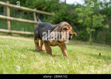 bloodhound puppy running Stock Photo - Alamy