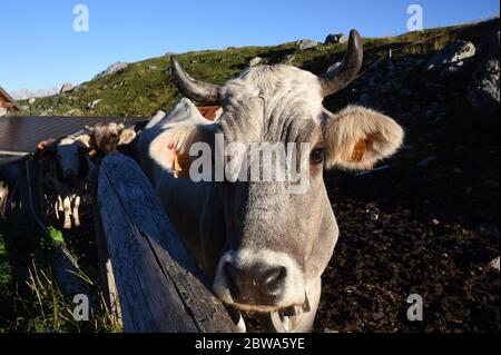 Carina Italy : Grazing Cows,Italian Alps, Friuli Venezia Giulia Stock ...