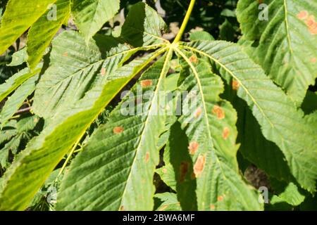 Leaf blotch infection on a Horse Chestnut Tree caused by the fungus ...