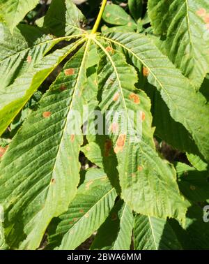 Leaf blotch infection on a Horse Chestnut Tree caused by the fungus ...