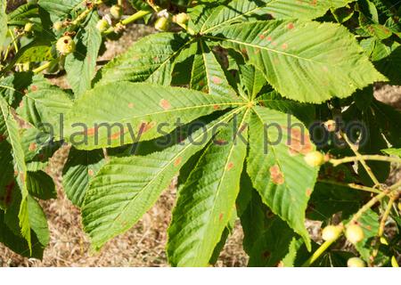 Leaf blotch infection on a Horse Chestnut Tree caused by the fungus ...