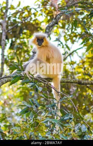 Golden Langur (Trachypithecus geei) in tree, Shemgang, Bhutan Stock ...