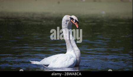 English swan in a lake, taken uk Stock Photo - Alamy