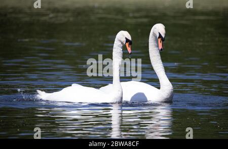 English swan in a lake, taken uk Stock Photo - Alamy