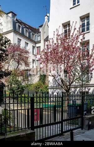 Spring in Paris. Blossoming cherry tree and Eiffel tower at background ...