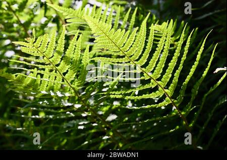 a fern Polypodiopsida or Polypodiophyta with green leaves, a vascular ...