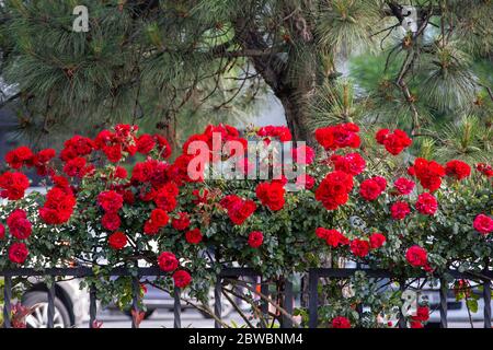 Beautiful roses on tree bush leaves Stock Photo - Alamy
