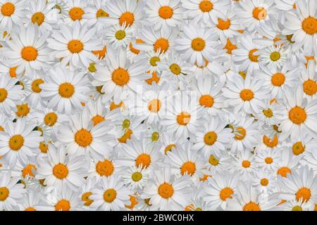 Top view daisy blossoms on colored background Stock Photo - Alamy