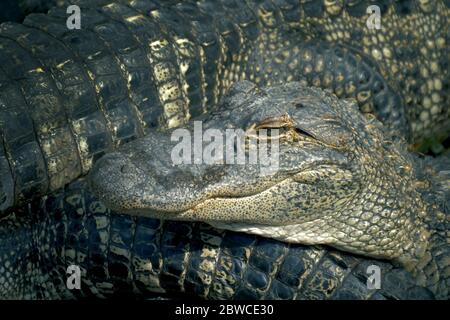 Angry Florida Alligator Alligator mississippiensis reptile Stock Photo ...