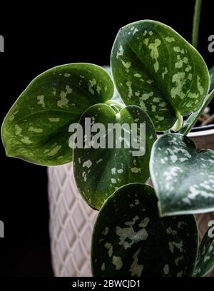 Beautiful silver and green leaves of Scindapsus Pictus Exotica, a ...