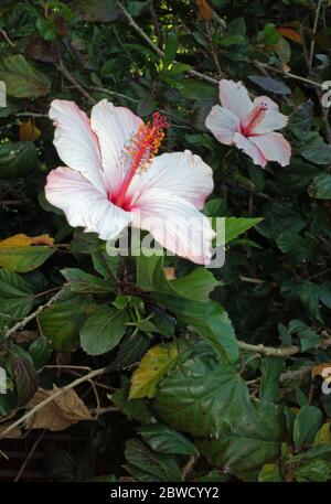 Ibiscus flowering close-up Stock Photo - Alamy