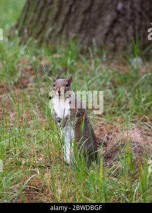 Free gray squirrel in an Italian forest, small rodent Stock Photo - Alamy