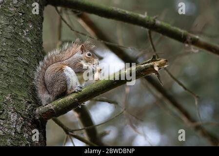 Gray squirrel eats a peanut perched on a tree branch in a park Stock ...