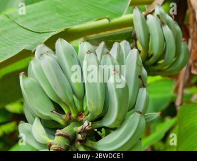 Bananas 'Blue Java' , also known as 'Ice Cream Banana tree' ripening on ...