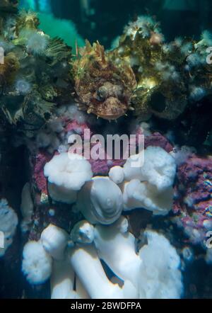 Stonefish / Stone Fish Stock Photo - Alamy