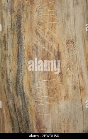 Bark beetle infested wood without bark on the meadow in the Czech ...