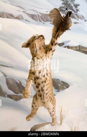 Bobcat at Arizona-Sonora Desert Museum in Tucson, Arizona Stock Photo ...
