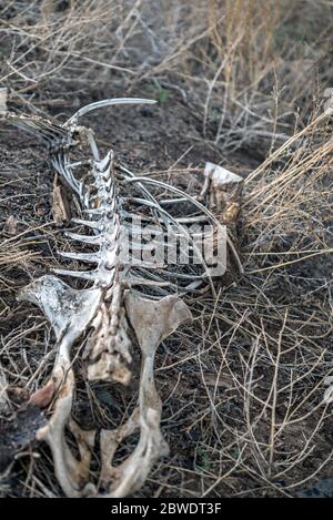 Deer Carcasses at a U.S. Forest Service Roadkill Dumping Area in ...