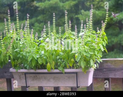 Holy basil - sweet basil plant tree leaves fresh green holy basil leaf ...