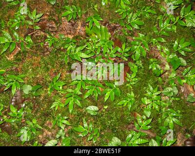 Mosses and buds of the tree in the forest floor. Forest floor. Close up ...