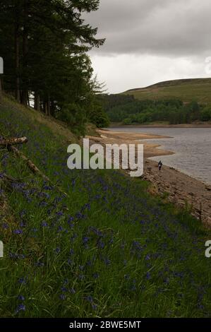 Woodland Walk along Derwent Reservoir in the Derbyshire Peak District ...