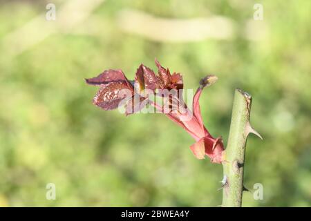 New rose bush leaves growing in spring. Fragile young sprouts of the ...
