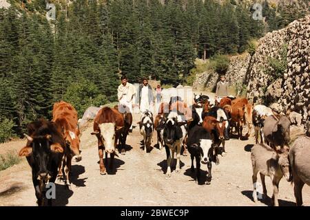 Some cows in the village in Swat valley of Himalayas, Pakistan Stock ...